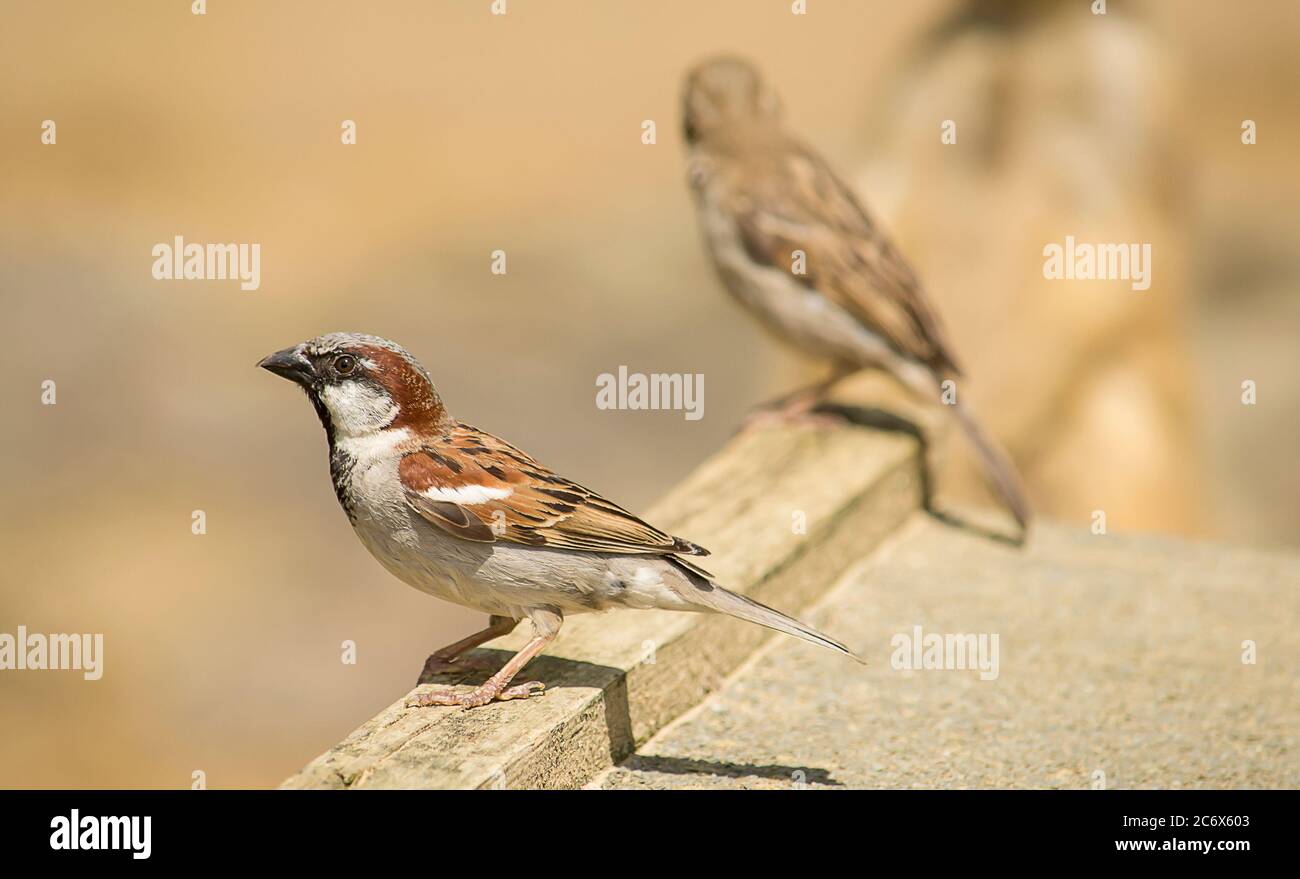 Sparrows roof hi-res stock photography and images - Alamy