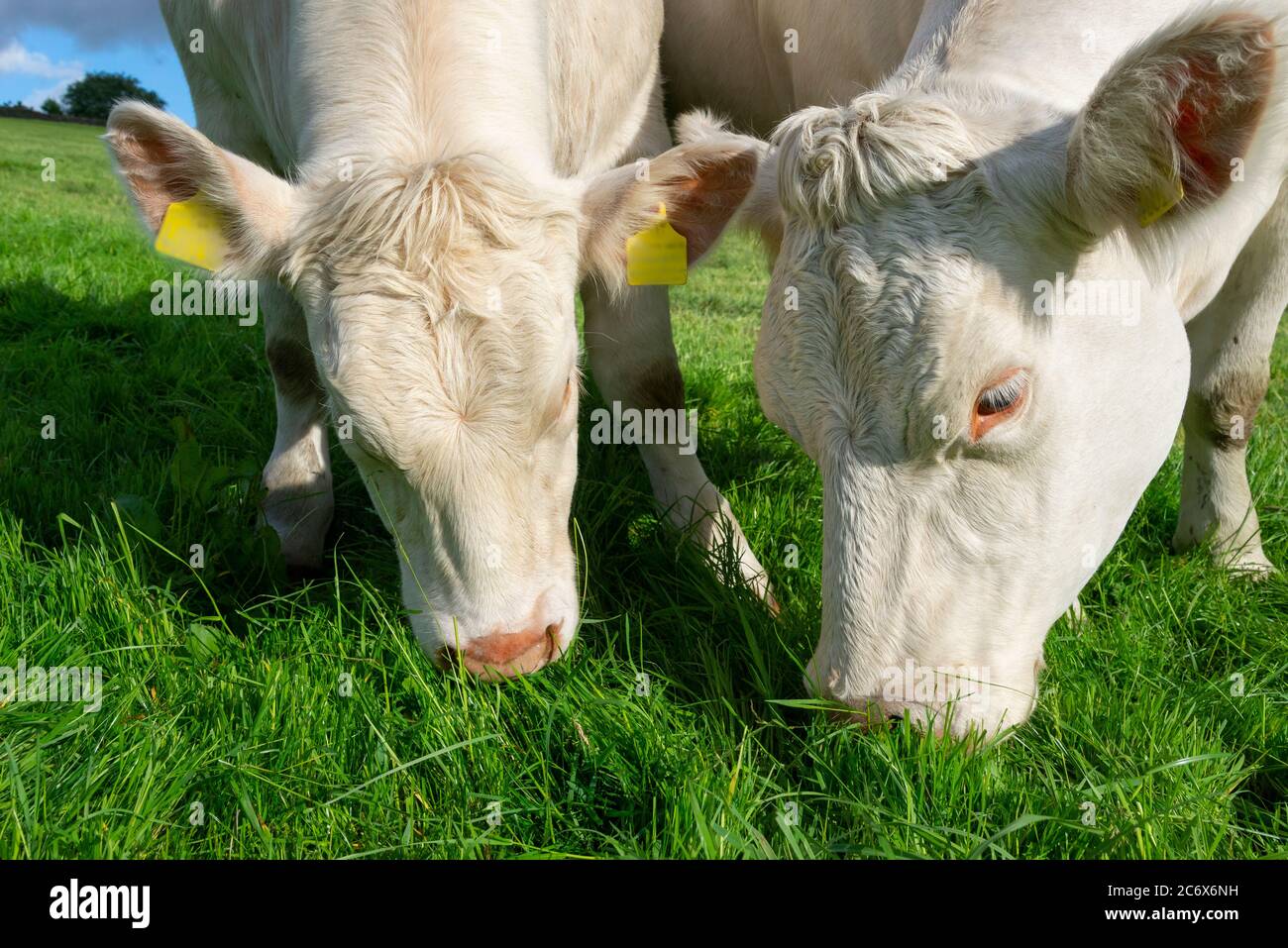 Two Cows Eating Grass High Resolution Stock Photography and Images - Alamy