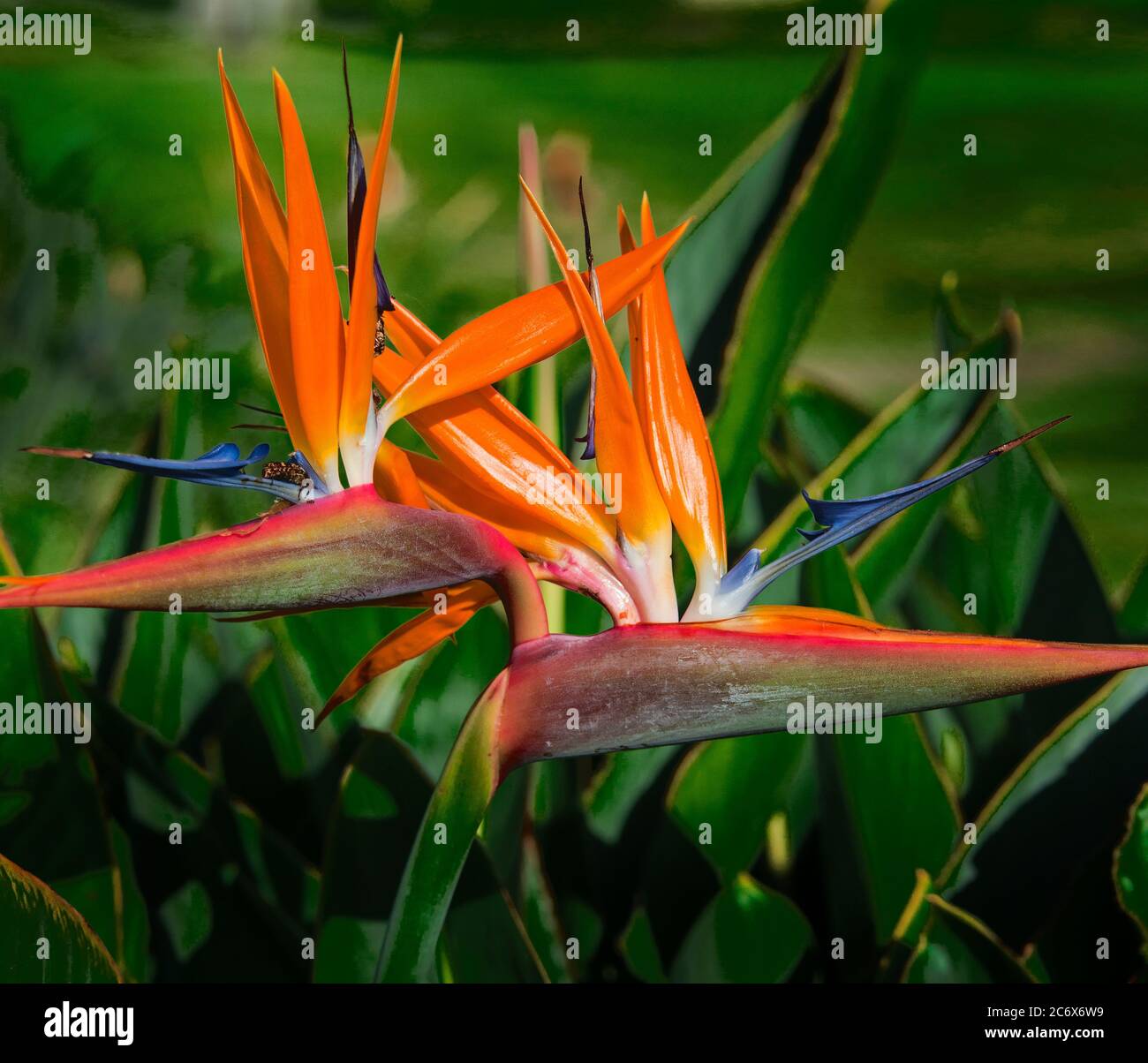 Bird of Paradise (strelitzia reginae) flower Stock Photo - Alamy