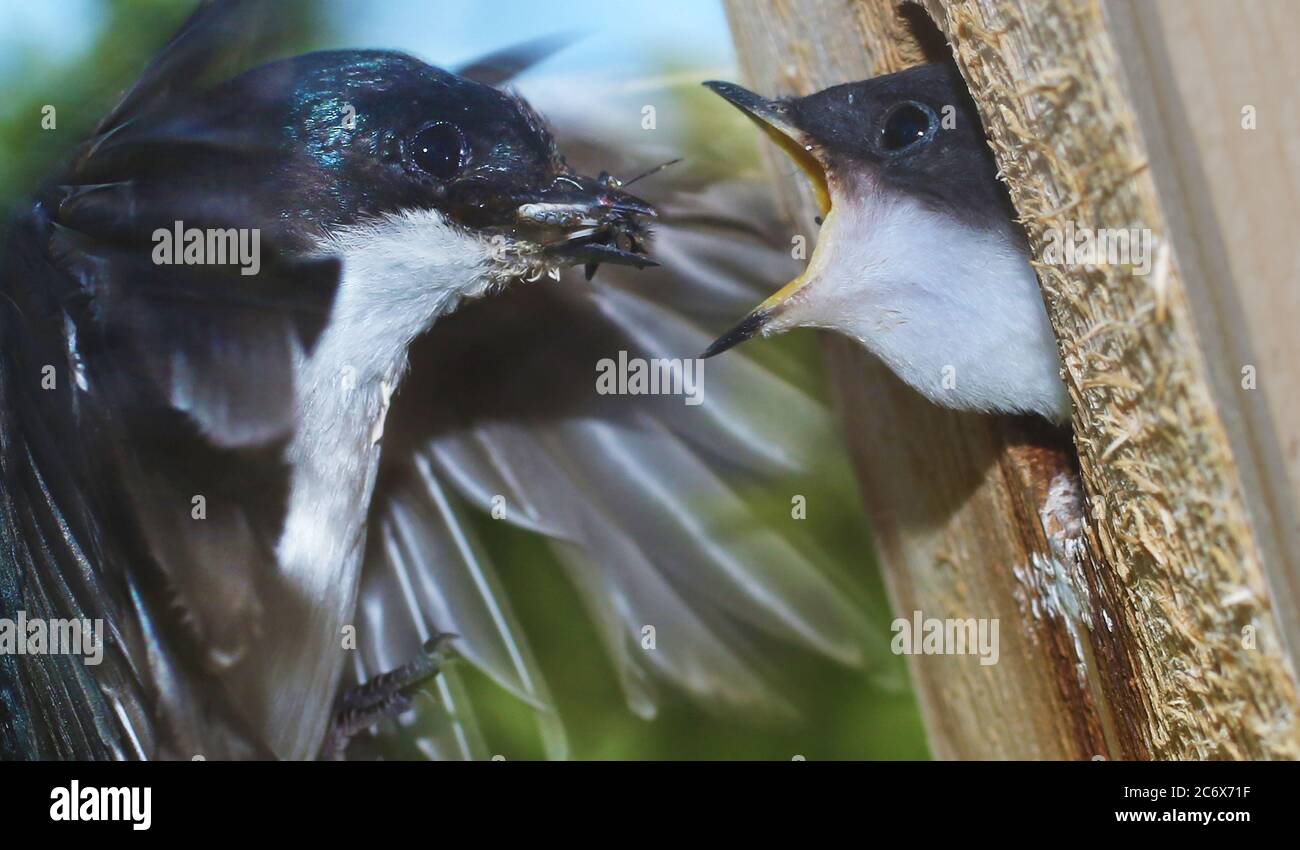 A tree swallow adult feeds an insect to a baby bird at a bird box in ...