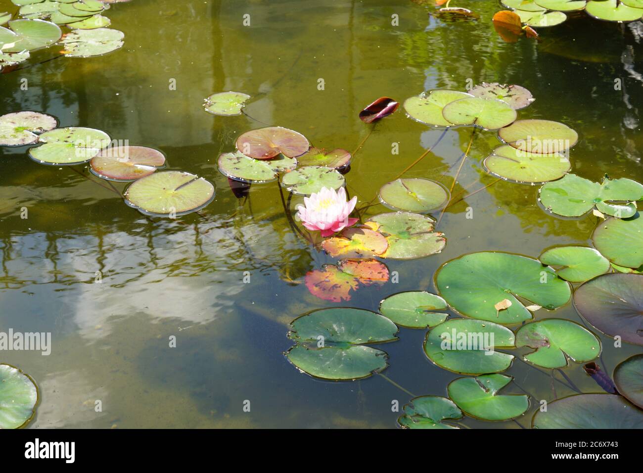 beautiful white water lily floating on water surface Stock Photo - Alamy