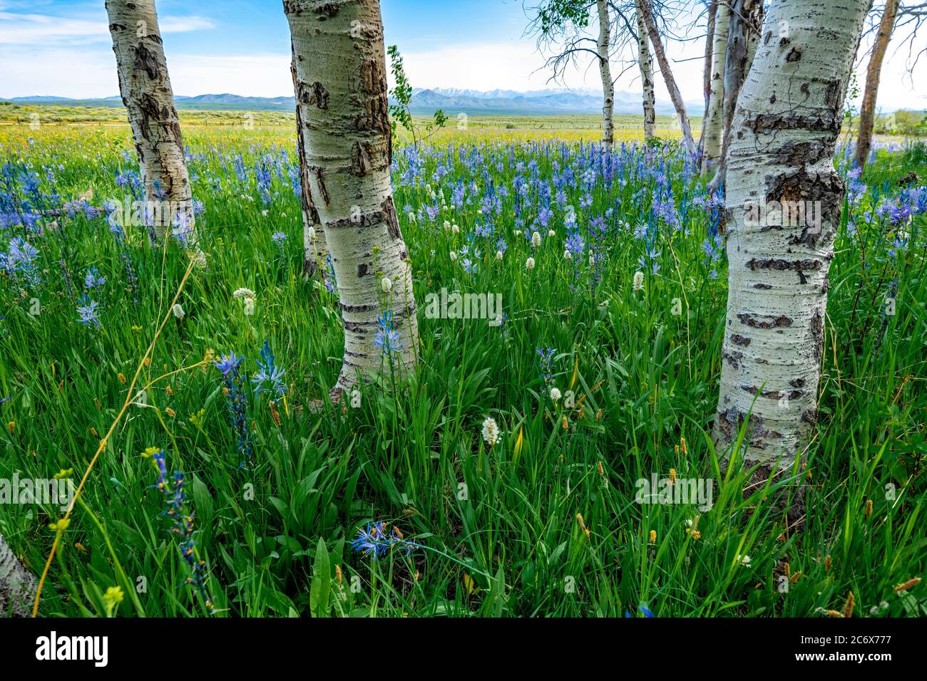Aspen blooming landscape hi-res stock photography and images - Alamy