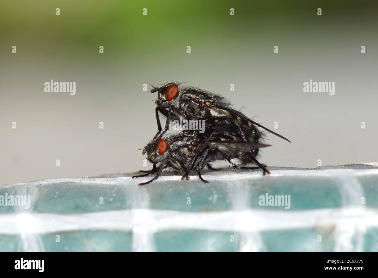 Sarcophaga mating flesh fly flies hi-res stock photography and images ...