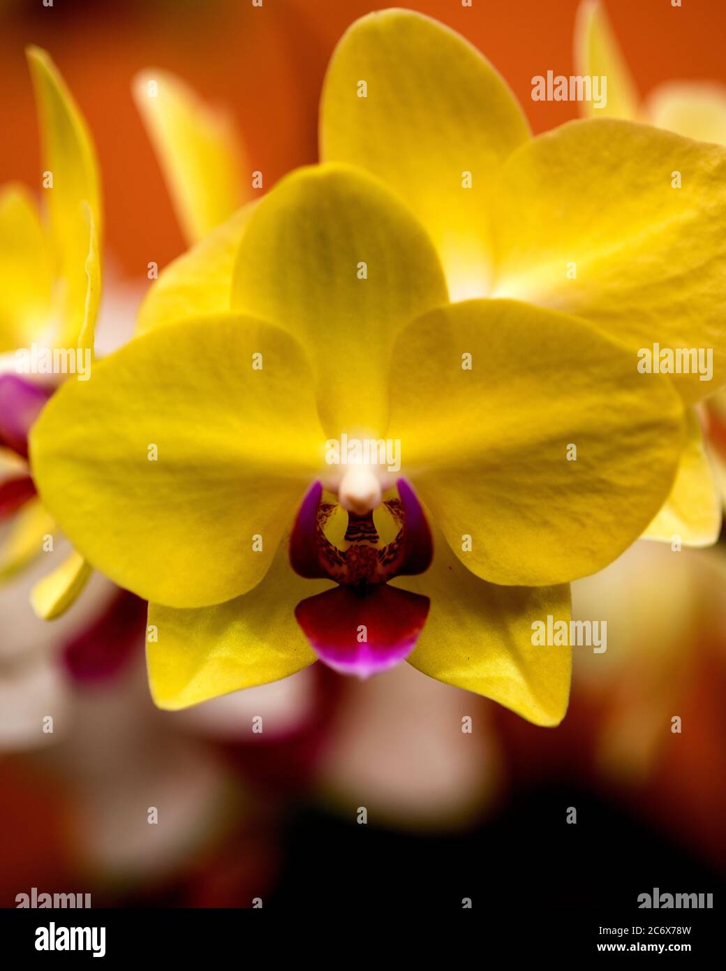 Beautiful Orchid Flowers Stock Photo - Alamy