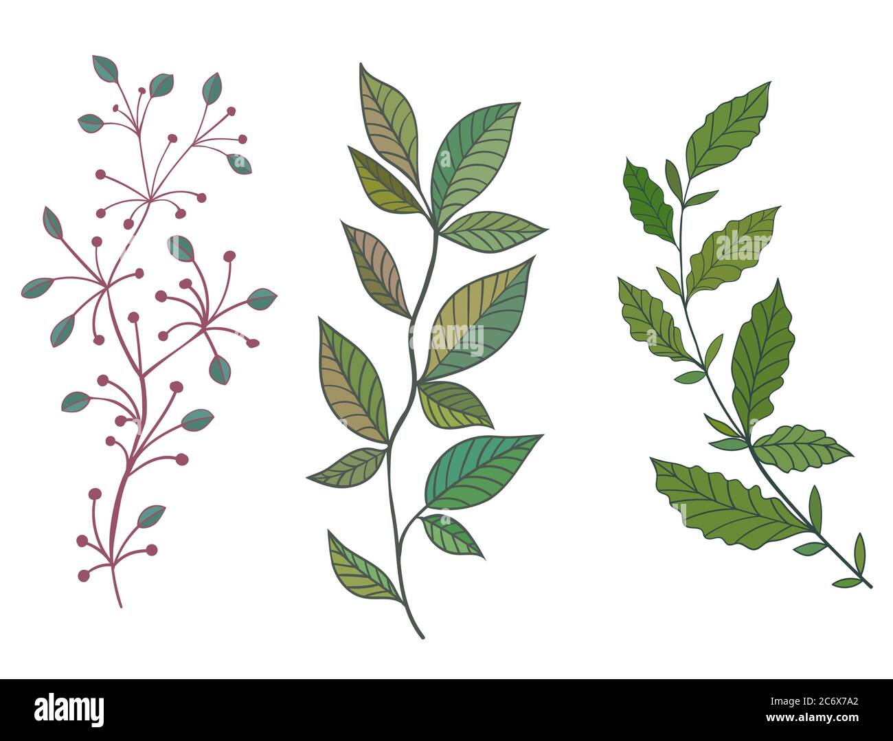 Set of beautiful twigs. Hand drawn vector illustration Stock Vector ...