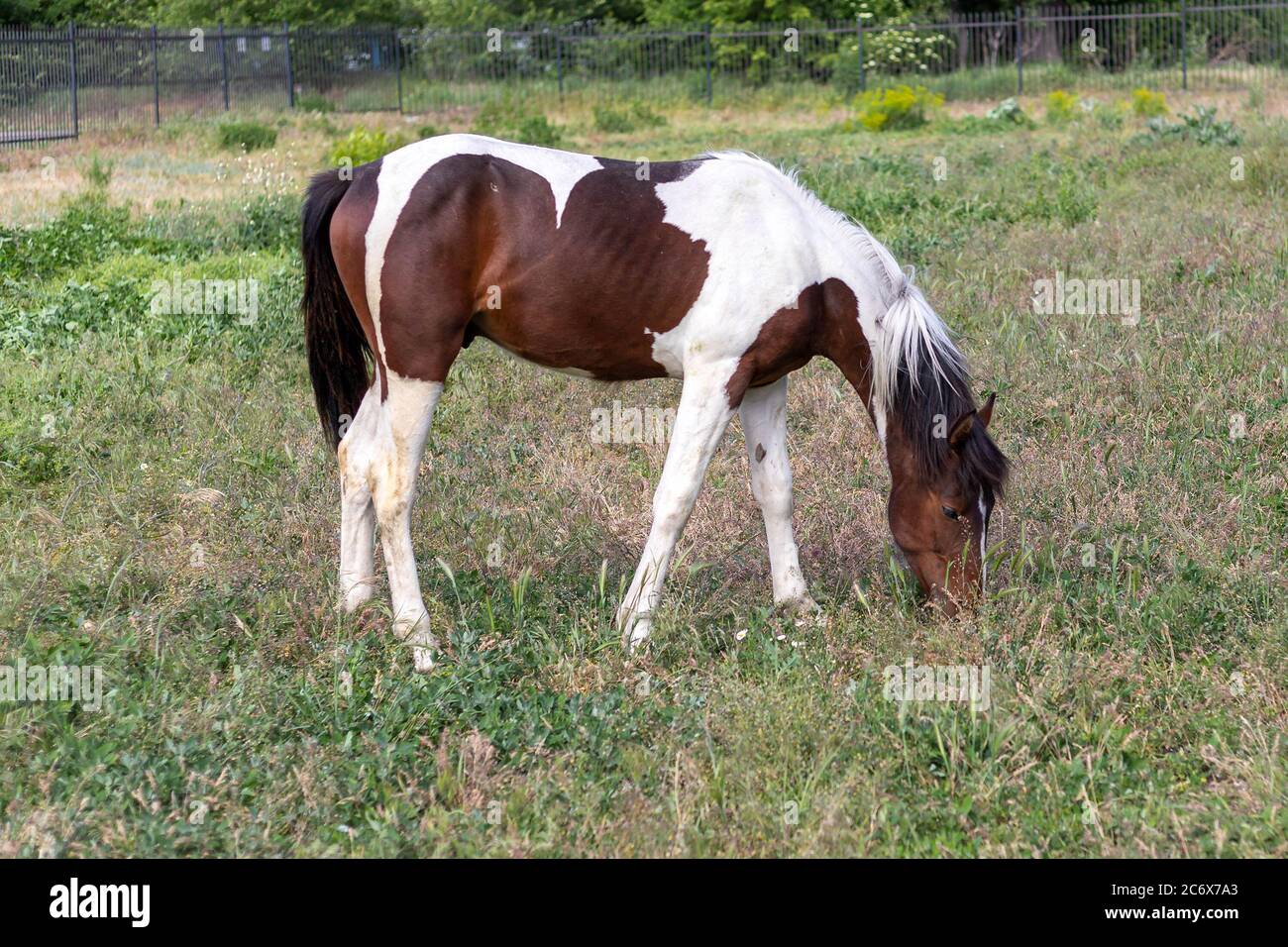 Male horse hi-res stock photography and images - Alamy