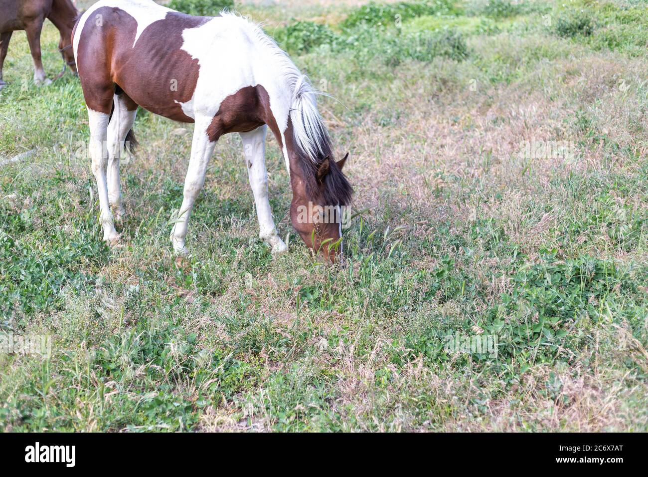Young stallion grazing on a pasture at spring day. Domesticated brown ...