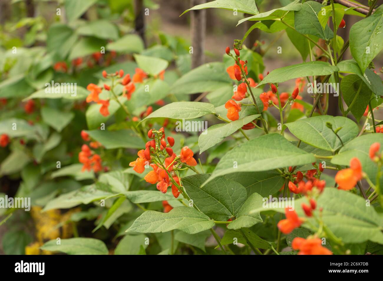 Fasolia gigantes hi-res stock photography and images - Alamy