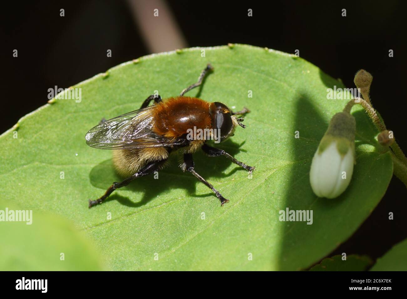 Narcissus fly, Greater bulb fly (Merodon equestris) of the family ...