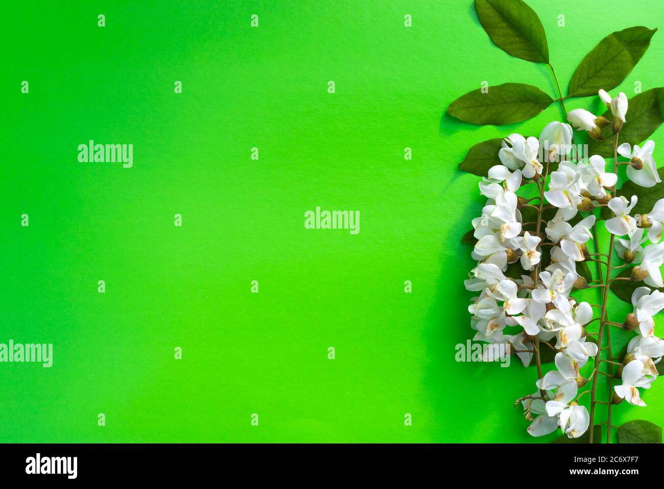 White acacia flowers on the right side of green background. Blooming ...