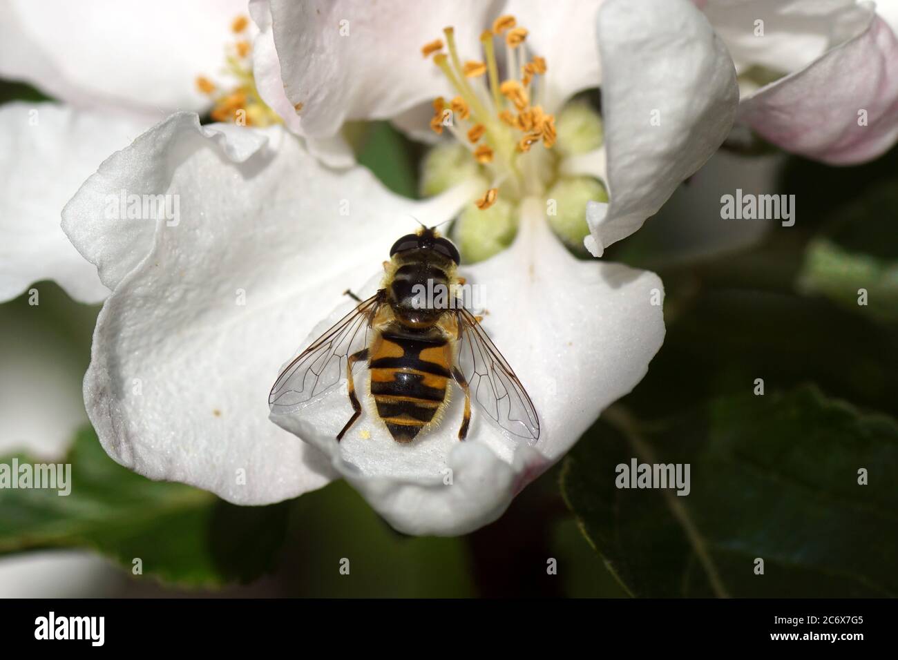A Batman hoverfly (Myathropa florea) on flowers of an apple tree ...