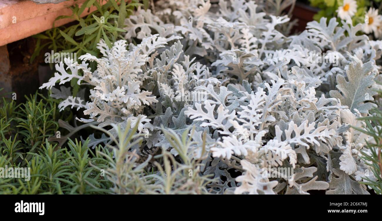 Artemisia stelleriana hi-res stock photography and images - Alamy