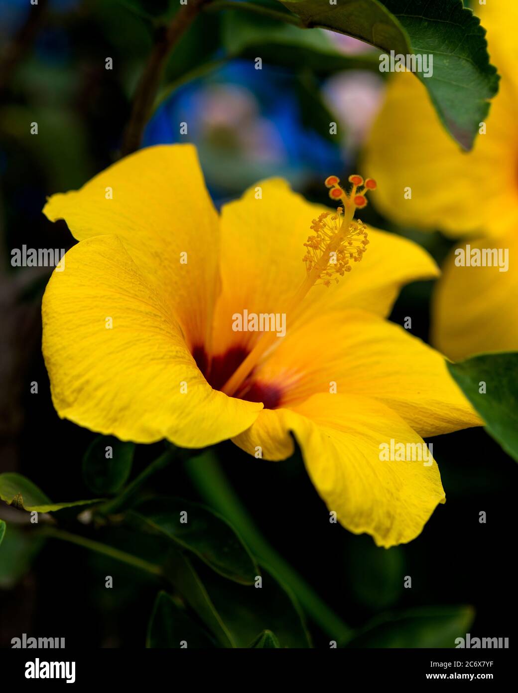 State flower of hawaii hi-res stock photography and images - Alamy