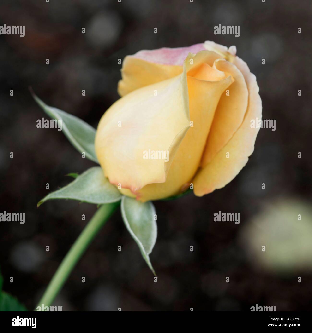 Gardening rose images hi-res stock photography and images - Alamy