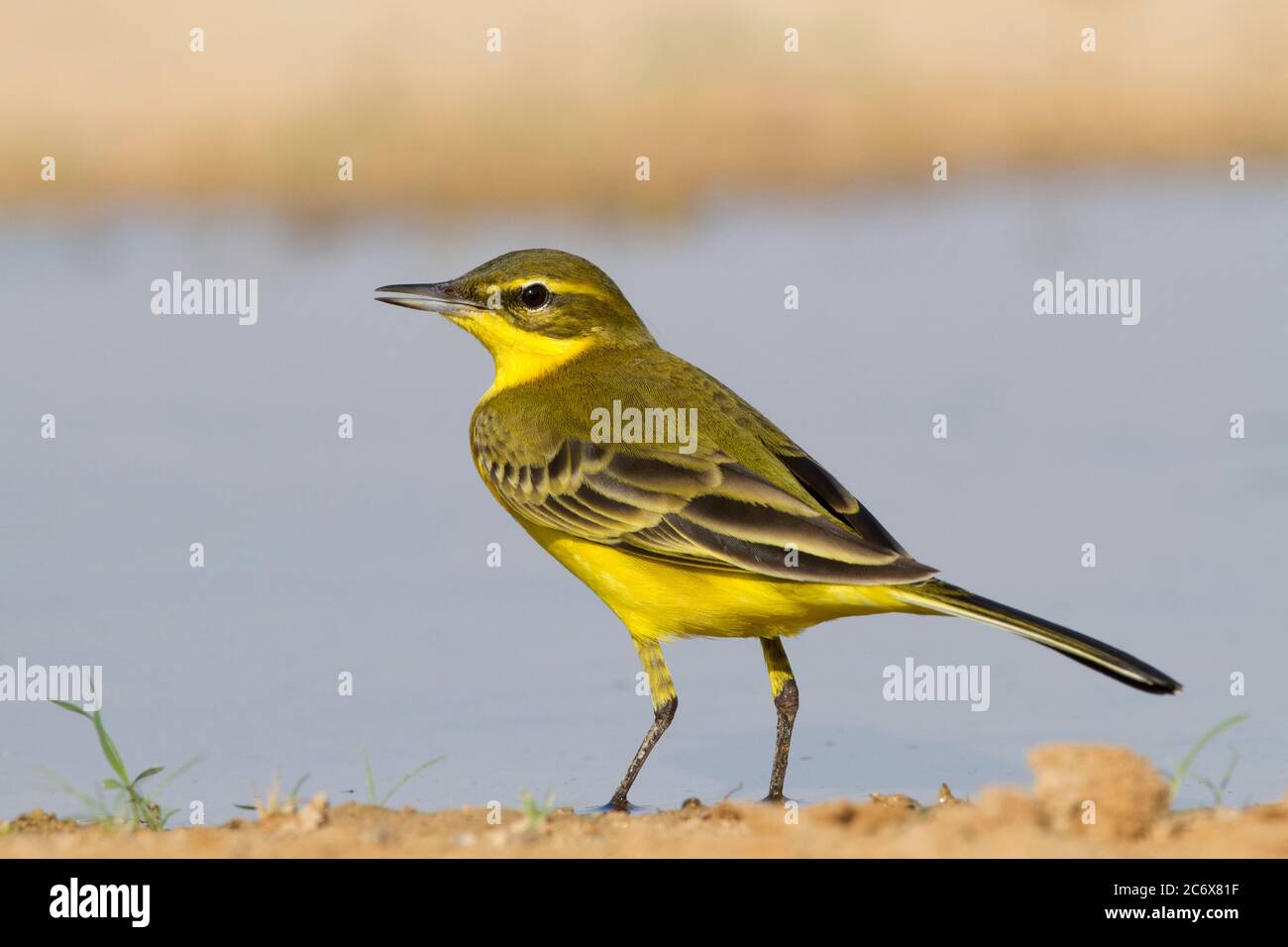 Wagtail western hi-res stock photography and images - Alamy
