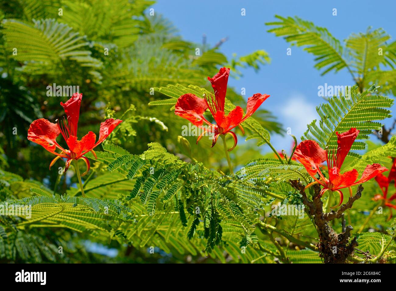 Flame of the forest tree Latin name Delonix regia Stock Photo - Alamy