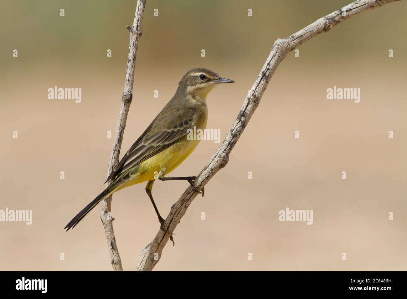 Western yellow wagtail Stock Photo - Alamy