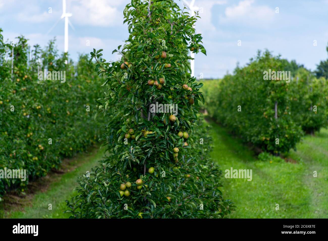 Green organic orchards with rows of apple trees with ripening fruits in ...