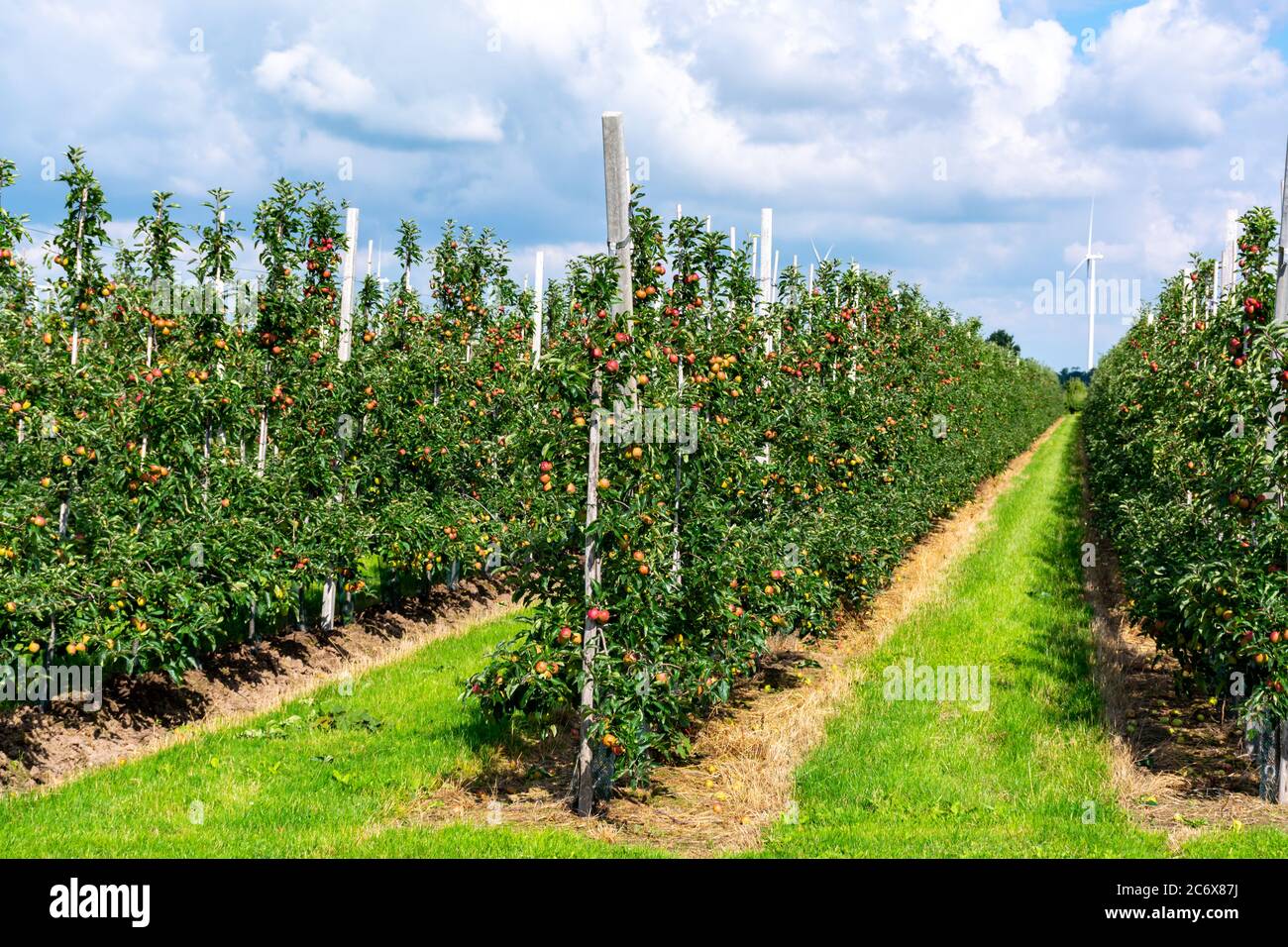 Green organic orchards with rows of apple trees with ripening fruits in ...