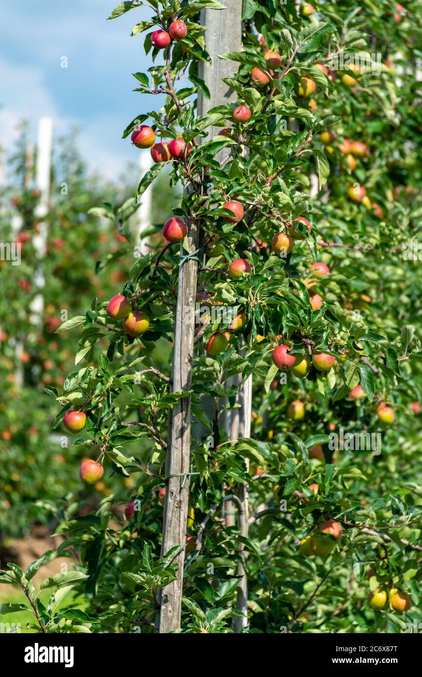 Green organic orchards with rows of apple trees with ripening fruits in ...