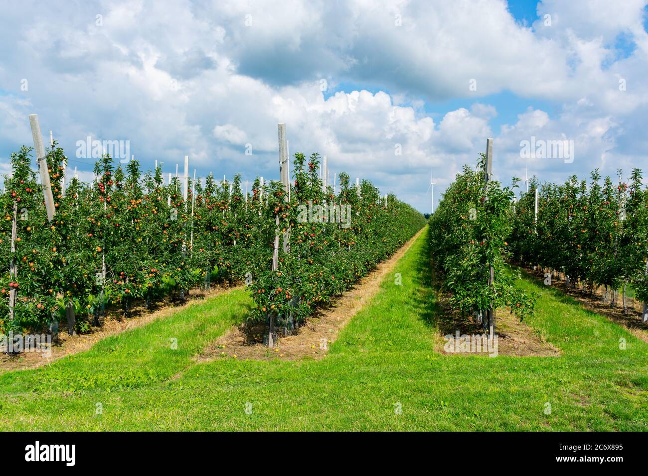Green organic orchards with rows of apple trees with ripening fruits in ...