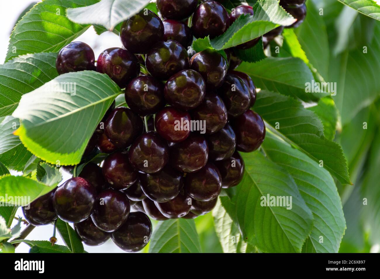 New harvest of big dark ripe sweet cherries on cherry trees plantation ...