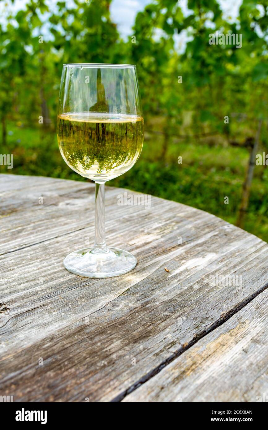 Tasting of Dutch dry white wine in glass on vineyard in summer Stock ...