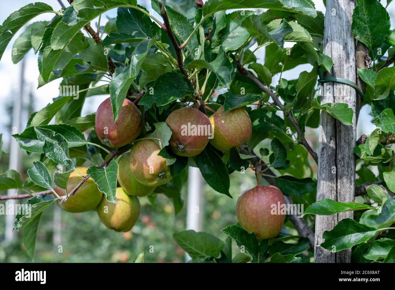 Green organic orchards with rows of apple trees with ripening fruits in ...