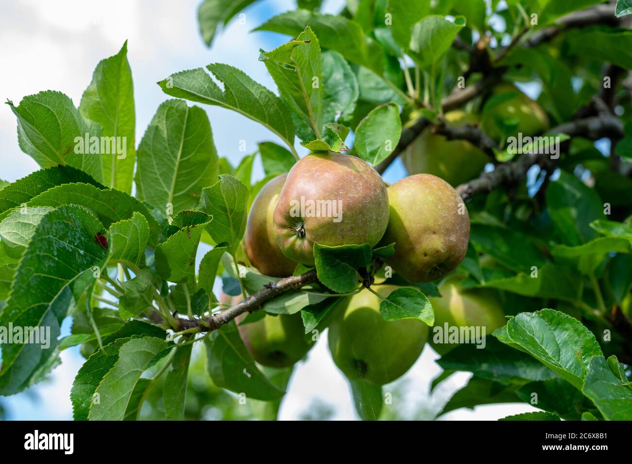 Green organic orchards with rows of apple trees with ripening fruits in ...