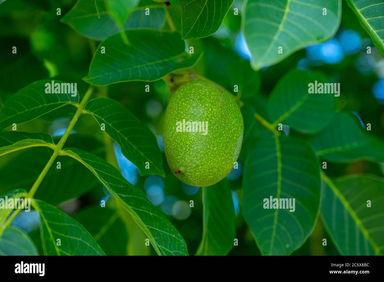 Walnut tree with big unripe nuts in green shell close up Stock Photo ...