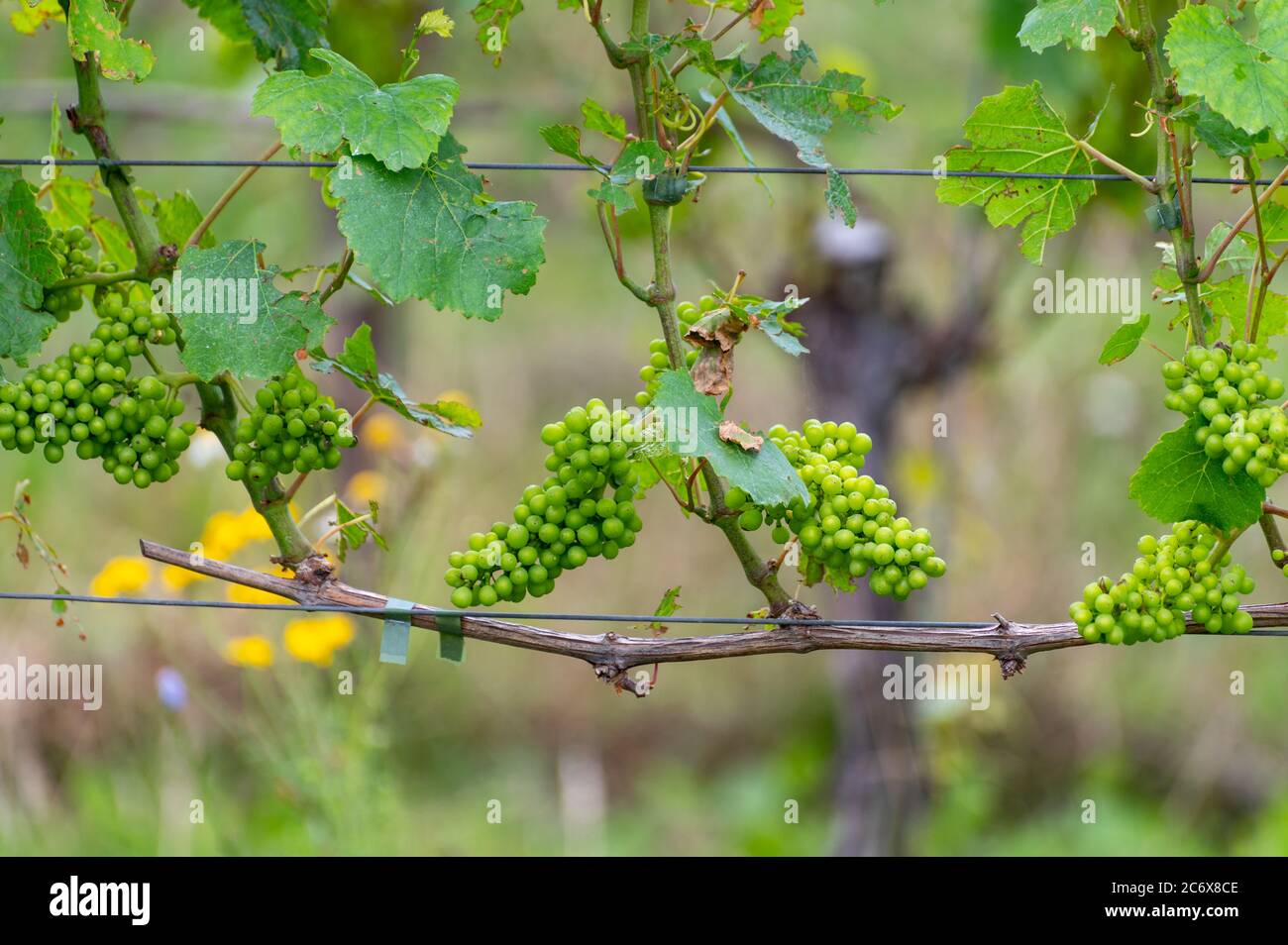 Summertime on Dutch vineyard, young green wine grapes hanging and ...