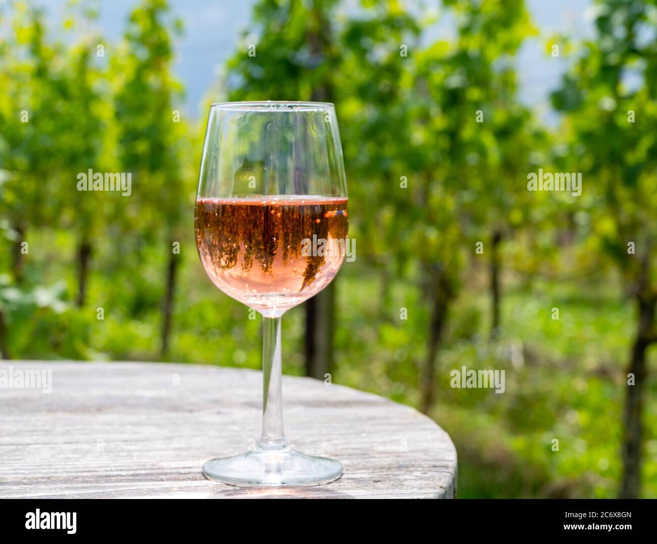 Tasting of Dutch sparkling rose wine on vineyard in summer Stock Photo ...