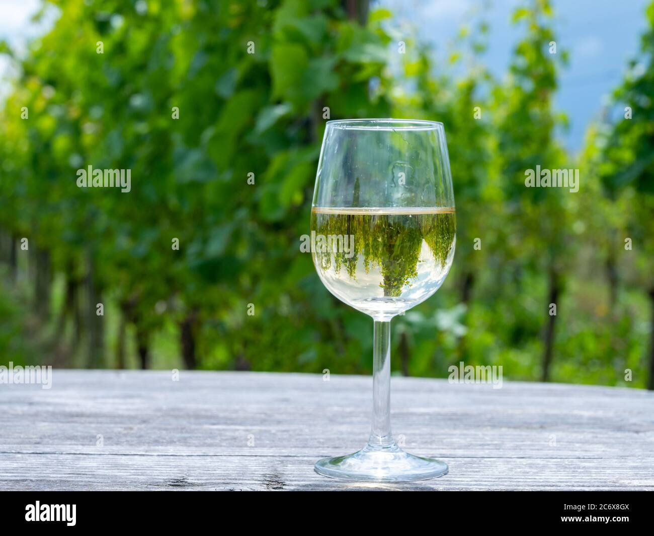 Tasting of Dutch dry white wine in glass on vineyard in summer Stock ...