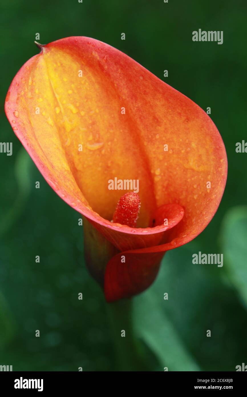 Orange calla lilly hi-res stock photography and images - Alamy