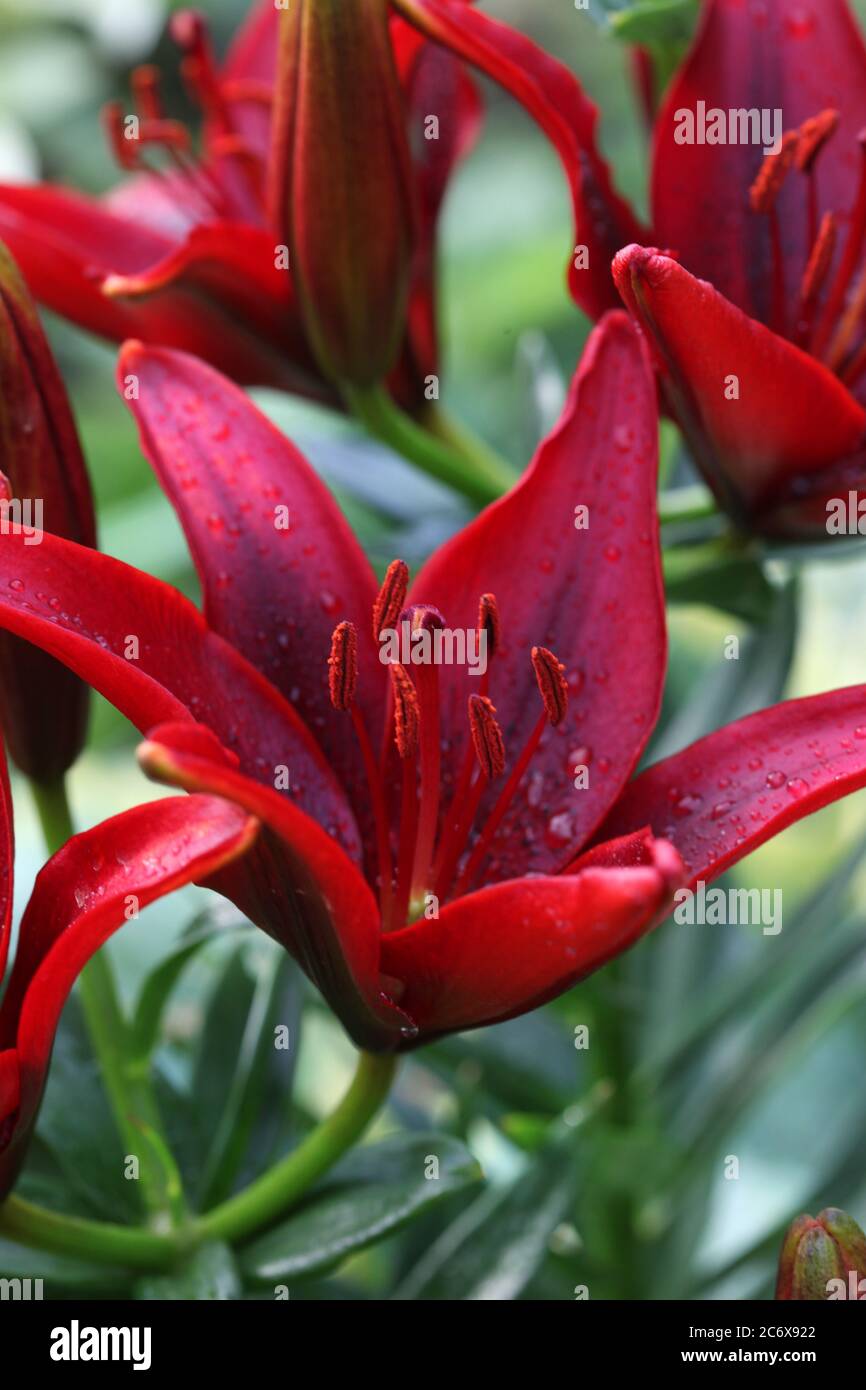 Dark Red Lily in the garden after rain Stock Photo - Alamy