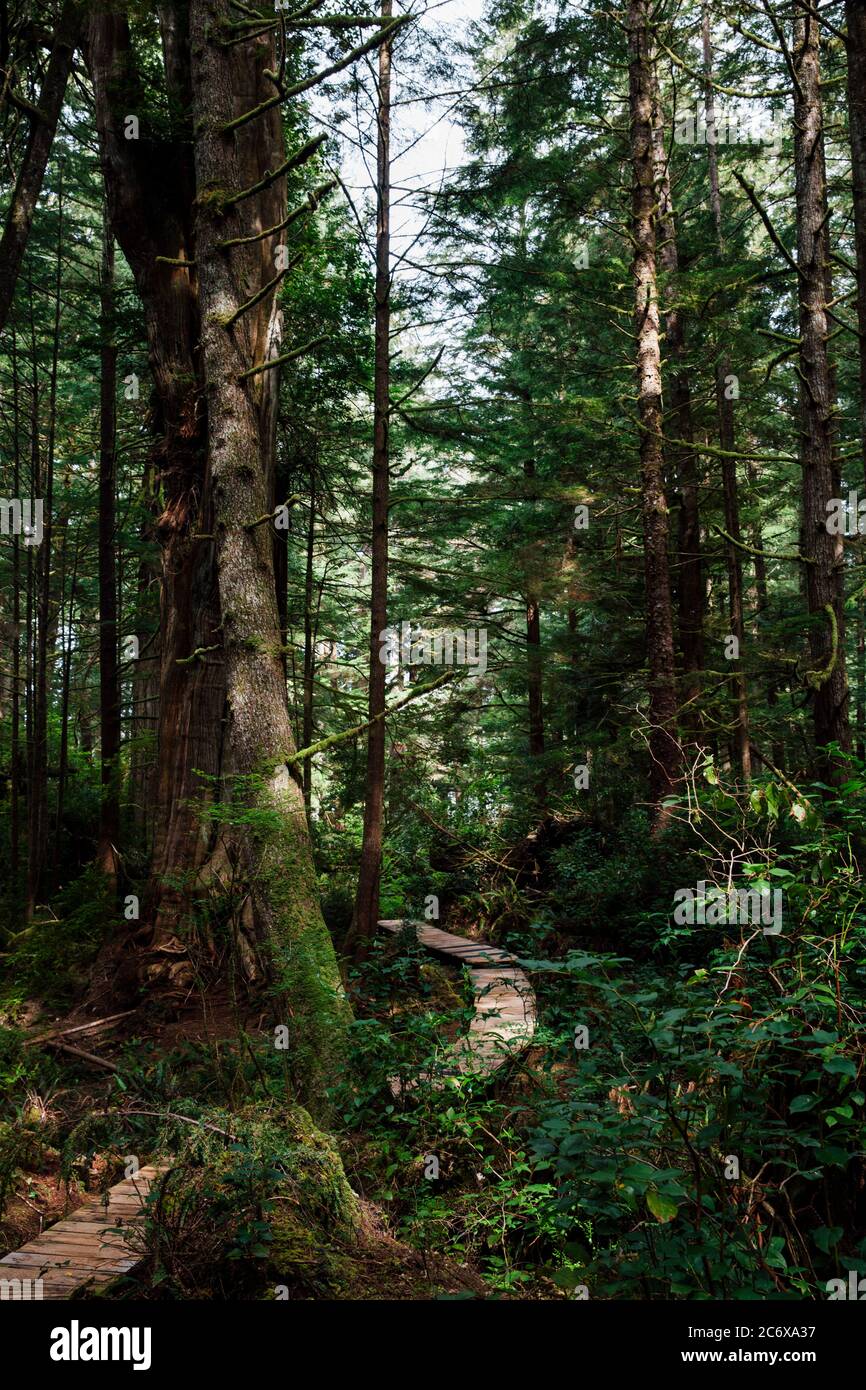 Boardwalk forest trail in British Columbia, Canada Stock Photo - Alamy