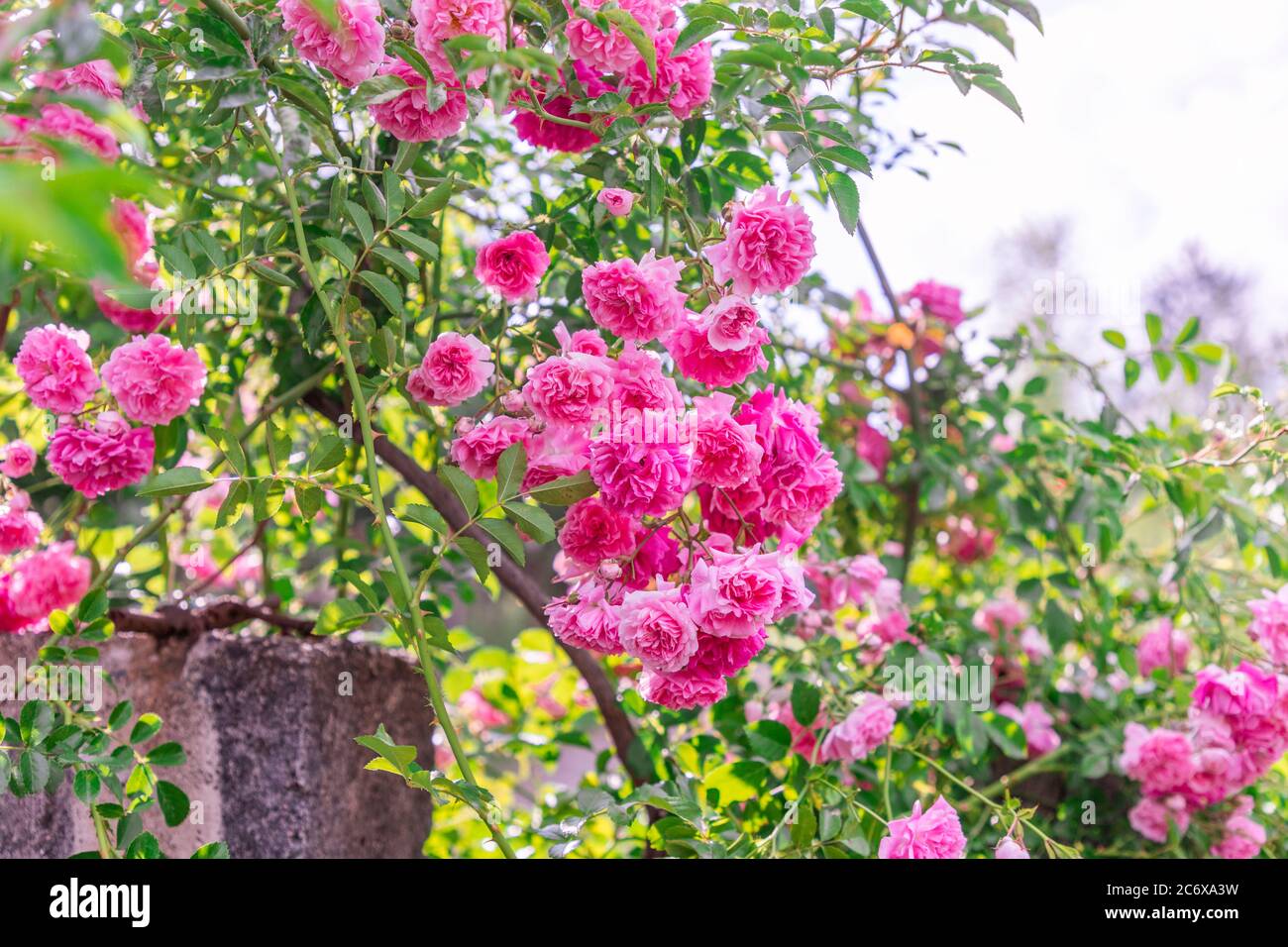 Roses hanging hi-res stock photography and images - Alamy