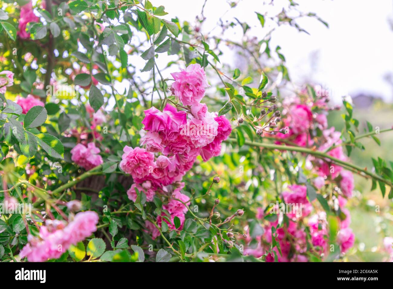 Pink roses hanging on the wall of the flower garden Stock Photo - Alamy
