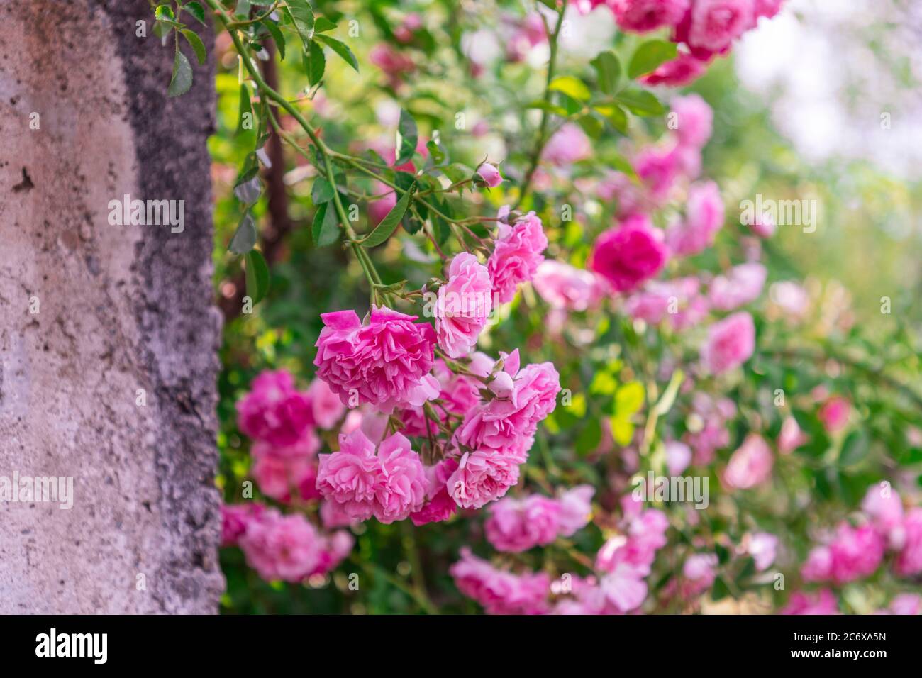 Pink roses hanging on the wall of the flower garden Stock Photo - Alamy