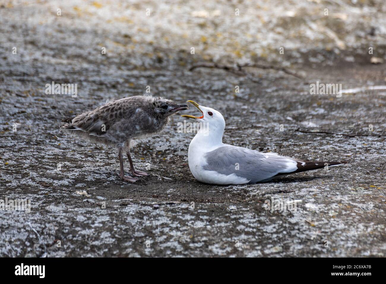 How to be a parent hi-res stock photography and images - Alamy