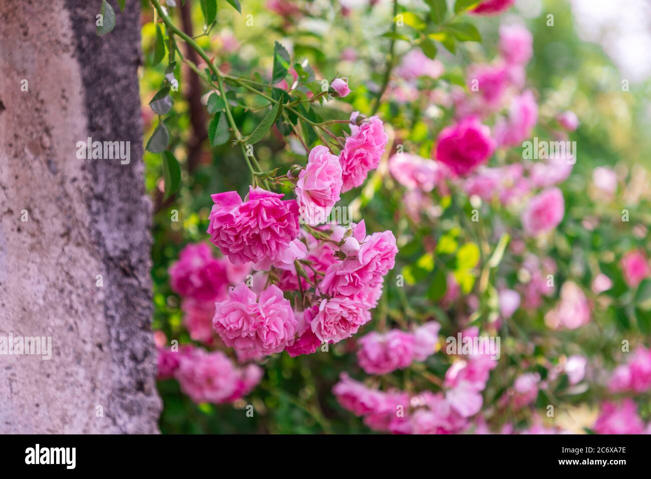 Pink roses hanging on the wall of the flower garden Stock Photo - Alamy
