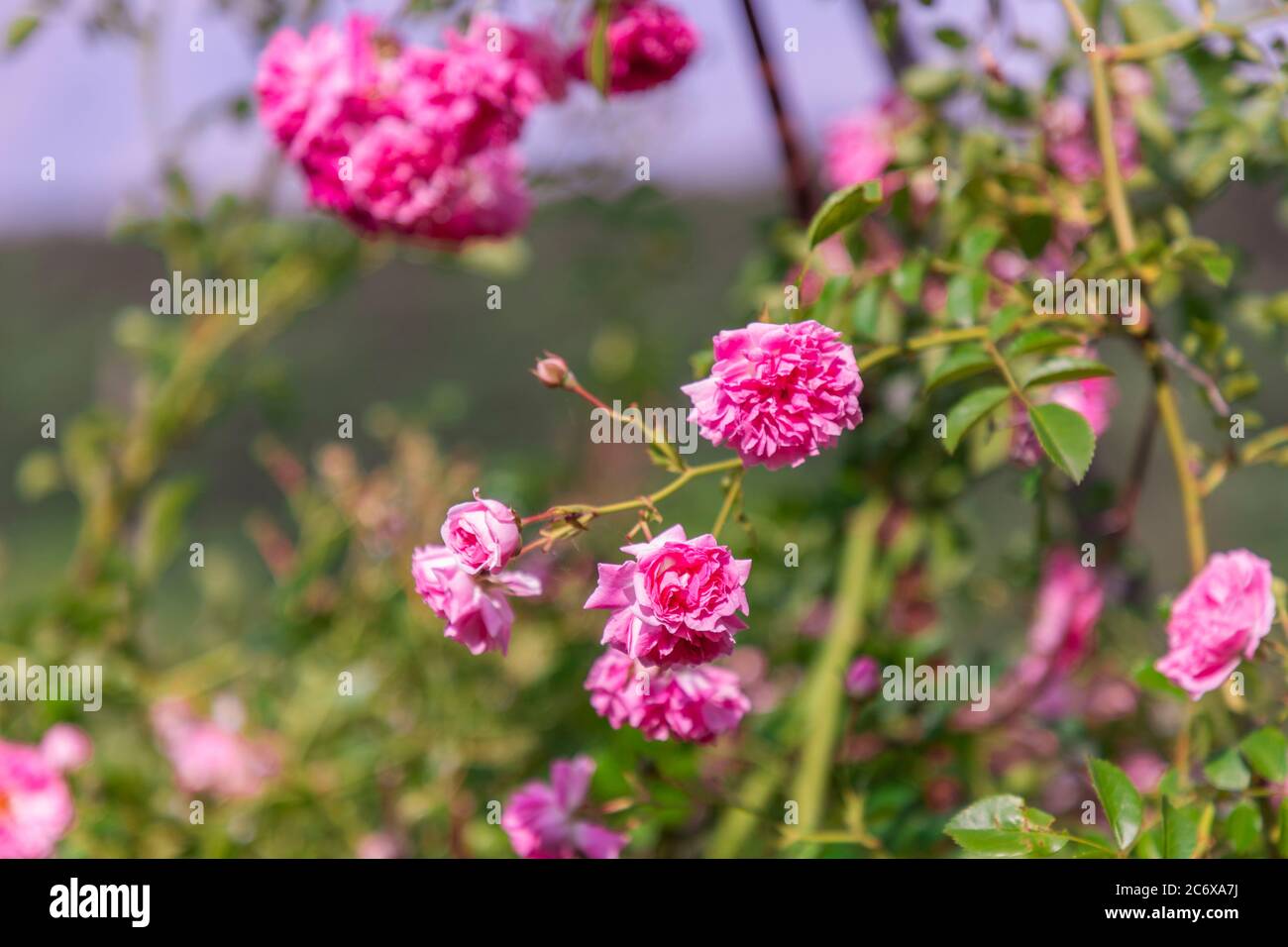 Roses hanging hi-res stock photography and images - Alamy