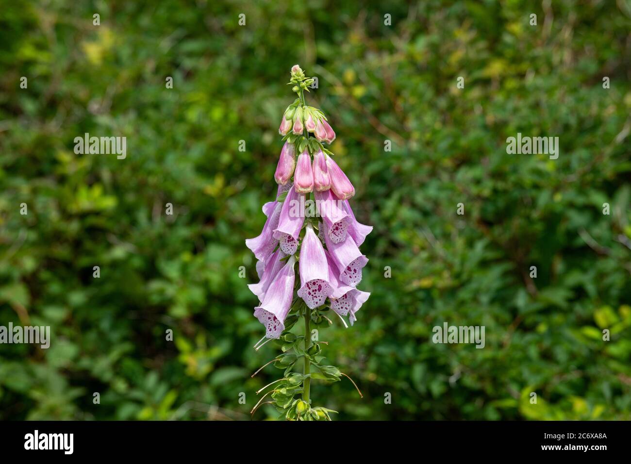 Tubular flowers hi-res stock photography and images - Alamy