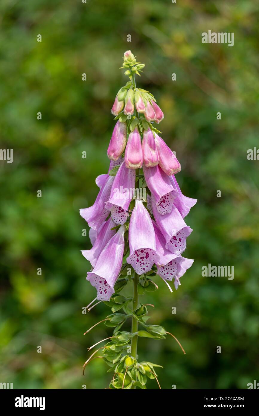 Tubular flowers hi-res stock photography and images - Alamy
