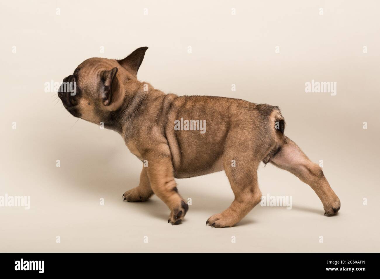 Adorable French Bulldog puppy beige color. Cute little puppy Stock ...