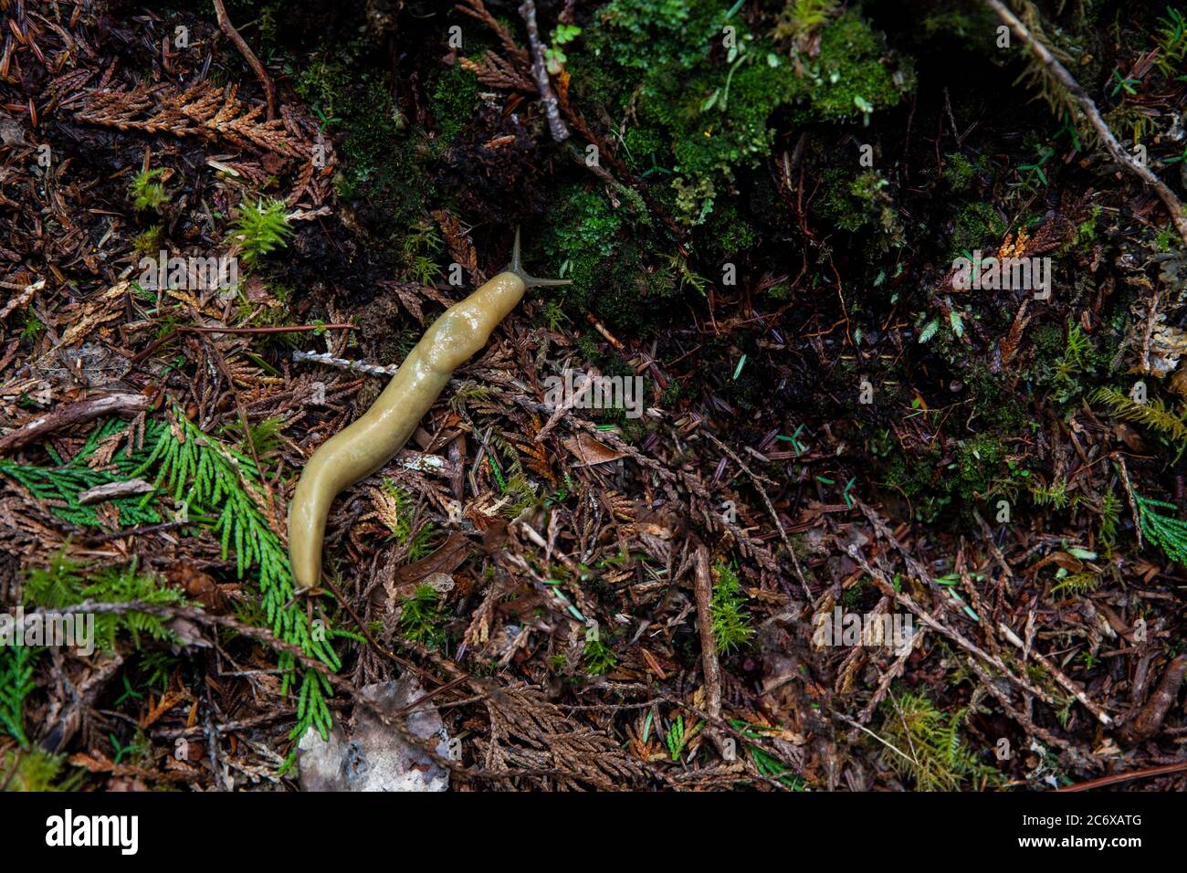 Tree snail trail hi-res stock photography and images - Alamy