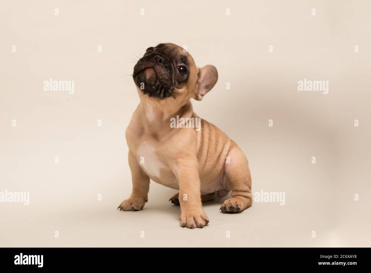 Adorable French Bulldog puppy beige color. Cute little puppy Stock ...