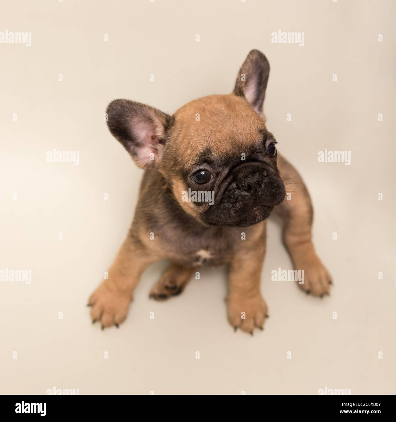 Adorable French Bulldog puppy beige color. Cute little puppy Stock ...