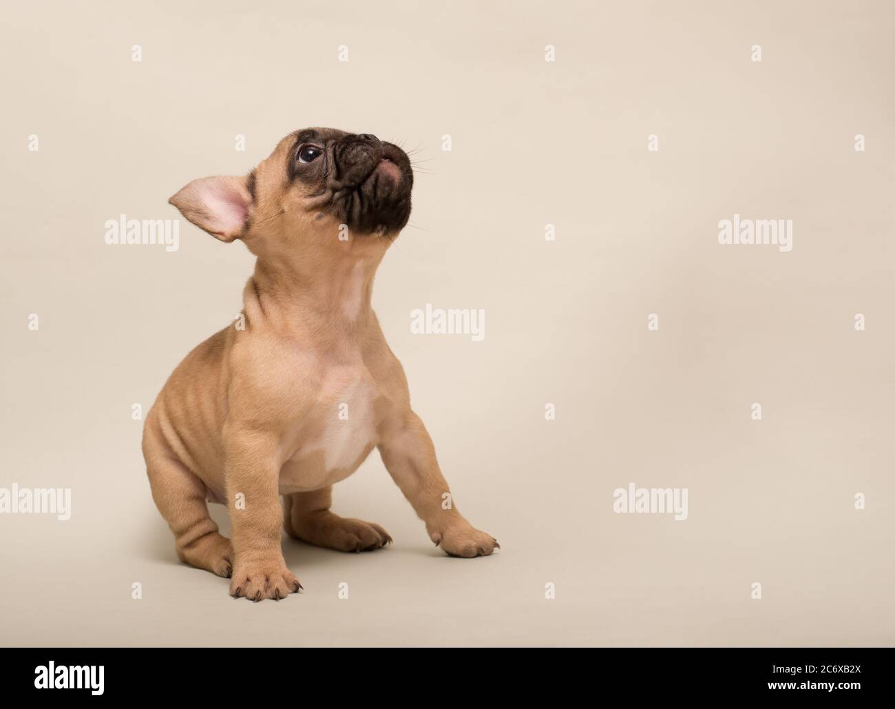 Adorable French Bulldog puppy beige color. Cute little puppy Stock ...