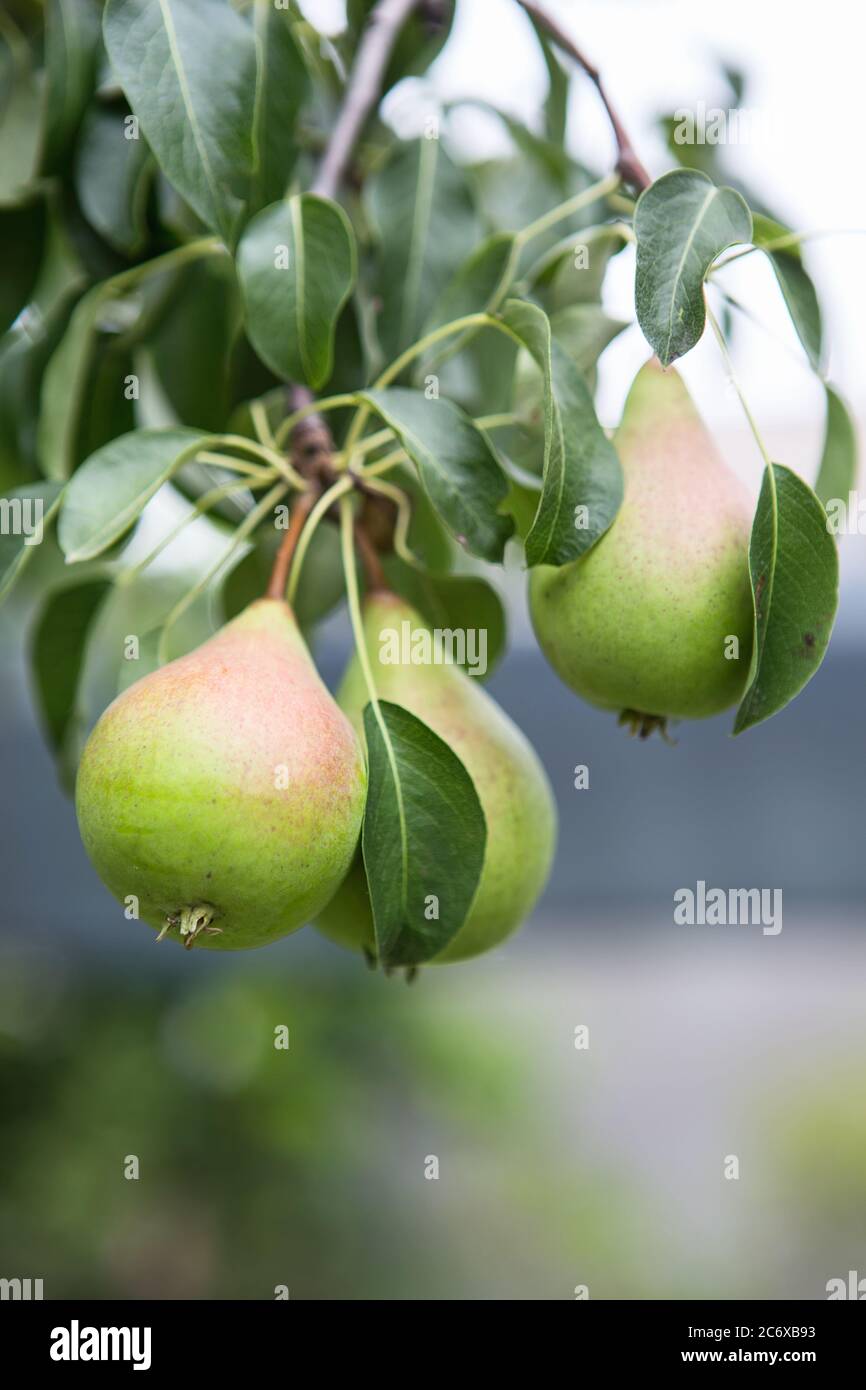 Ripening pears on a tree in the garden on the farm. Organic farming ...